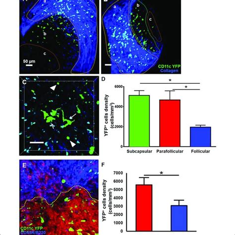 Density Of Cd11c Yfp Cells In Mandibular Draining Lymph Nodes Download Scientific Diagram