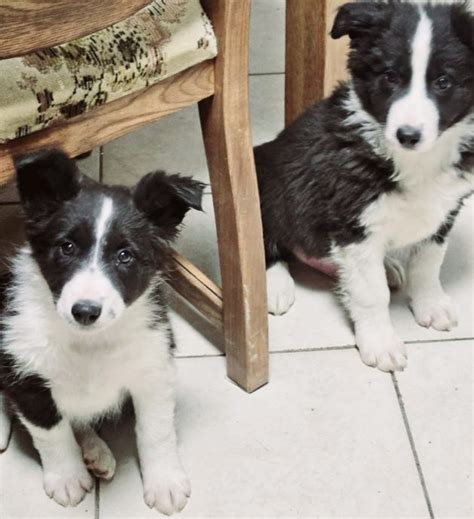 Mladiči Border Collie