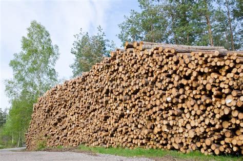 Timber Log Stack Stock Image Image Of Logging Woodpile 24284543
