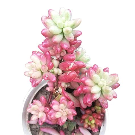 Sedum Album White Stonecrop Succulent Plant Omg Succulents