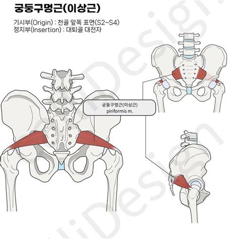 함께근육공부 시즌2 근육별기시정지 궁둥구멍근이상근기시정지 캘리디자인 메디컬일러스트와 함께 차근차근 근육공부 해보아요~ 시즌1 근육별 명칭은 함께근육공부pdf Ver1