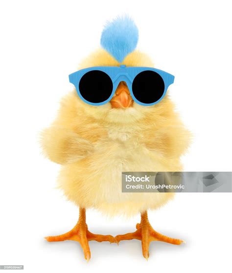 흰색 배경에 고립된 파란색 안경과 체로키 헤어스타일 머리를 가진 미친 병아리 0명에 대한 스톡 사진 및 기타 이미지 0명 가발 개념 Istock