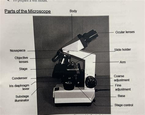 Microscope Lab Flashcards Quizlet