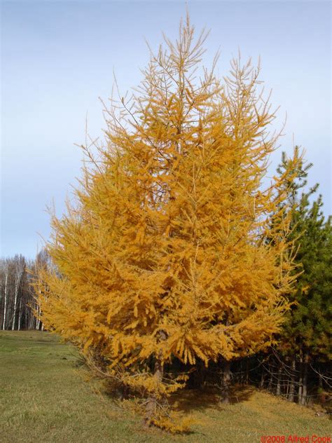 Larix laricina (Du Roi) K. Koch