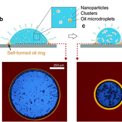 Pdf Porous Supraparticle Assembly Through Self Lubricating Evaporating Colloidal Ouzo Drops