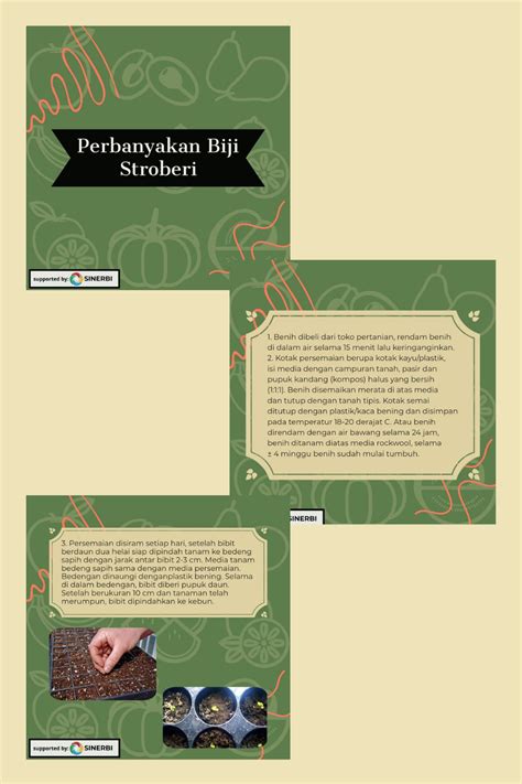 🍓perbanyakan Biji Stroberi🍓 By Des Graines Medium 🍓perbanyakan Biji Stroberi🍓 By Des Graines Medium