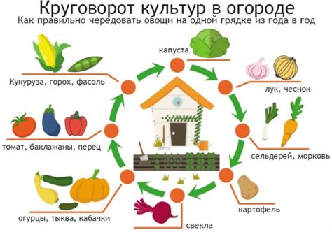 Томат Лентяйка. Описание сорта, фото, отзывы, урожайность