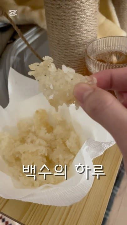 백수기록일기13 백수브이로그 브이로그 백수일상 Vlog 강아지 고양이 자취요리 자취브이로그 자취음식 Youtube