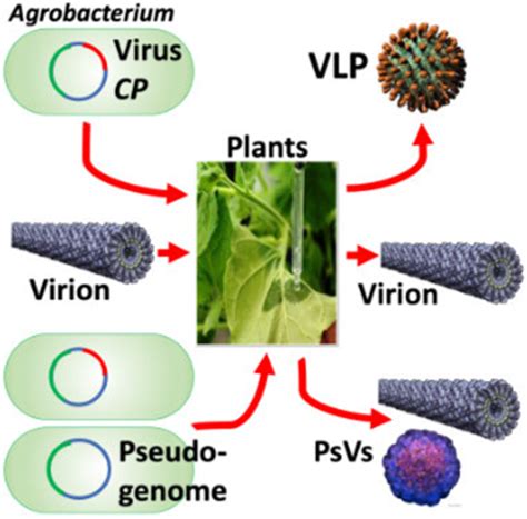 Plant Virus Diagram