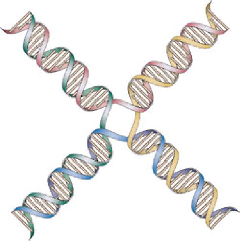 figure 2 from the design construction and applications of dna