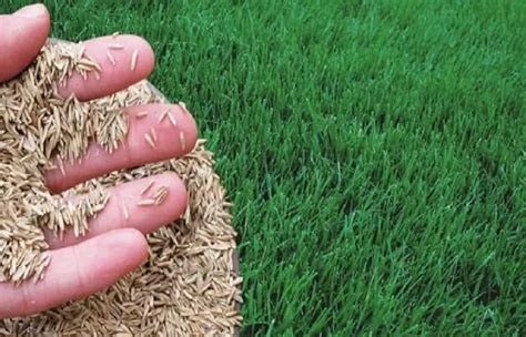 Best Bermuda Grass Seed Pack Of 6000 Garden And Outdoors