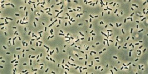 Incorporating Soil Microbes In Climate Change Models The Scientist Magazine