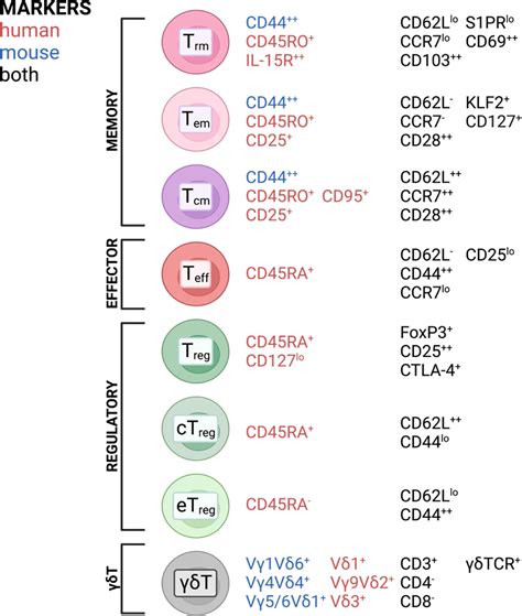 Frontiers Not Home Alone Antigen Presenting Cell T Cell