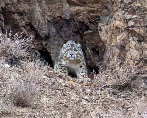 Birding Tour Mongolia Snow Leopard Tour Mongolia Birdwatching Tour