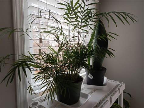 Next Level Vibes Checking Out The TECNO SPARK Pro Experience Android Authority