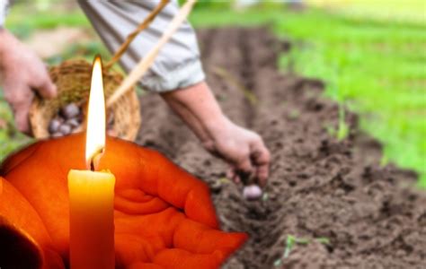 ბებიის რჩევით ნიორს ხსოვნის დღეებში არასდროს ვრგავ ასე მოსავალს დაკარგავთ