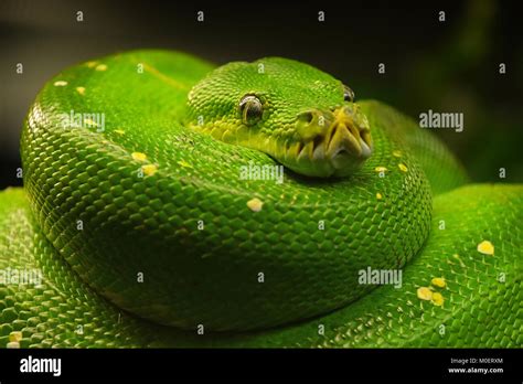 Emerald Green Tree Python High Resolution Stock Photography And Images Alamy