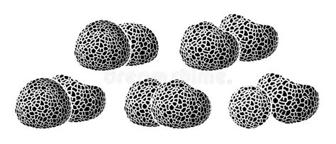 Truffle Logo Isolated Truffle On White Background Stock Vector Illustration Of Product