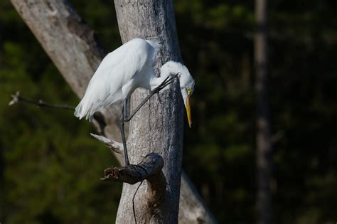 Egret Bird Nature Free Photo On Pixabay Pixabay
