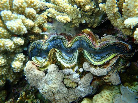 Almeja De Moluscos Bivalvos Máximos O Almeja Gigante Pequeña Tridacna