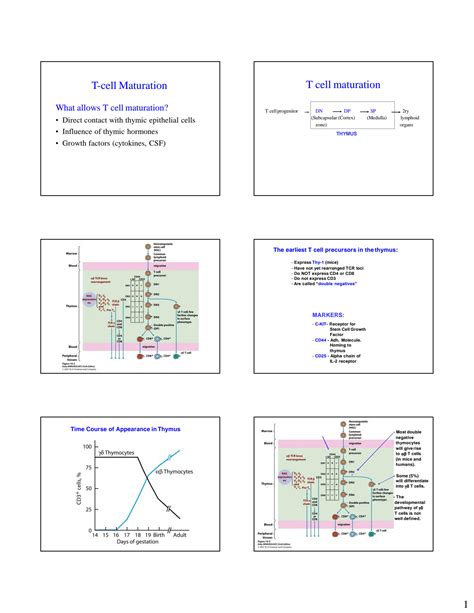 Solution T Cell Maturation Converted Studypool
