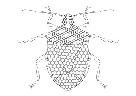 Premium Vector Black And White Stink Bug Clipart Vector Isolated On White Background Coloring