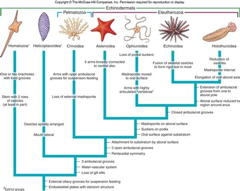 Phylum Echinodermata Diagram Unit 5 8 Phylum Echinodermata The