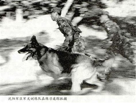 鲜为人知的中国军犬部队 参考网