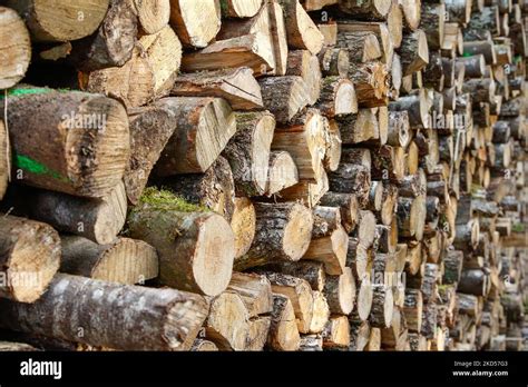 A Stack Of Wood Energy Policy On The Wrong Track Alarming Renaissance Of An Outdated Form Of
