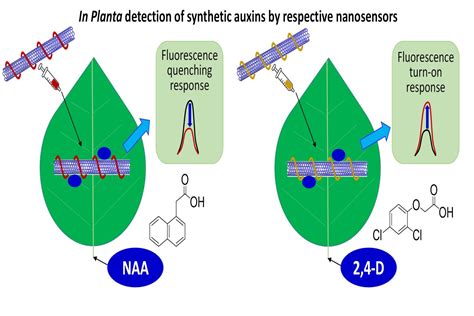 Researchers Design Sensors To Rapidly Detect Plant Hormones Mirage News