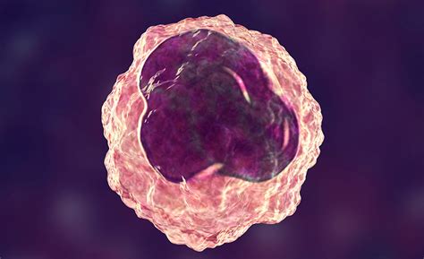 Monocytes 101 Types Functions And Importance