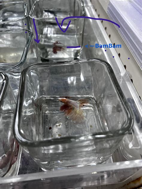 Betta Bam Bams Transformation