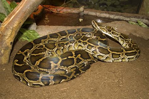 Burmese Python Wallpapers Top Free Burmese Python Backgrounds WallpaperAccess