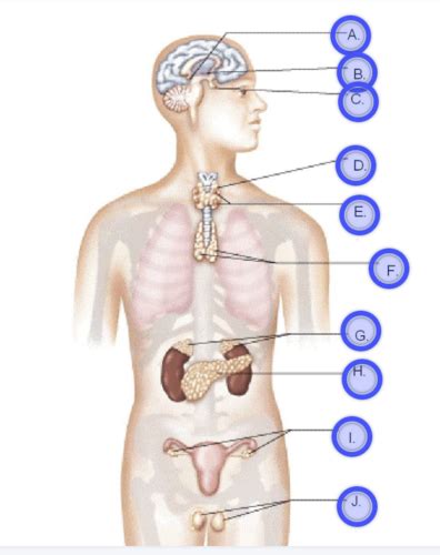 Endocrine LAB Flashcards Quizlet
