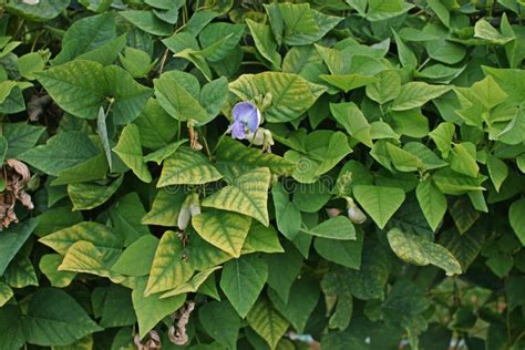 Trace Element Deficiency On Lime Leaves Stock Image Image Of Element Lime 153261887