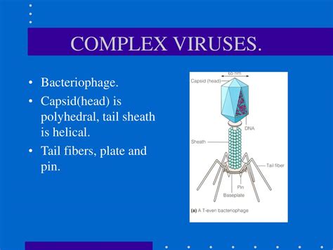 Ppt Viruses Powerpoint Presentation Free Download Id 20356