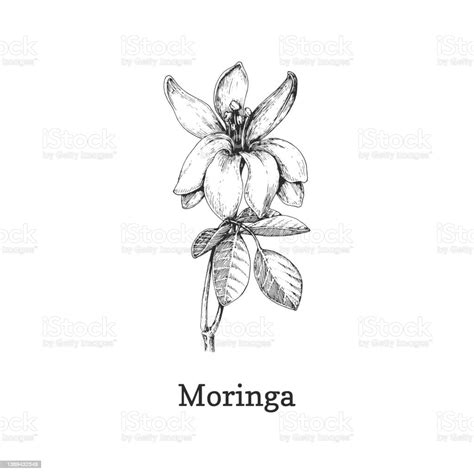벡터 디자인 요소의 모링가 스케치 조각 스타일로 식물 드로잉 오니시날리스 식물 손으로 그린 일러스트 모링가속에 대한 스톡 벡터 아트 및 기타 이미지 Istock