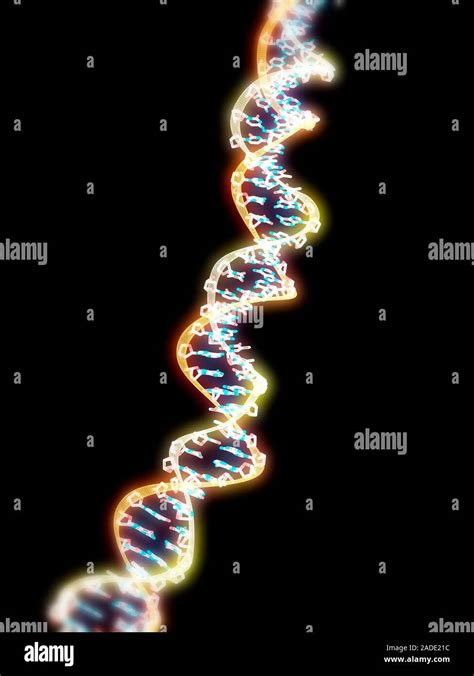 Dna Molecule Computer Illustration Showing The Structure Of A Molecule Of Dna Deoxyribonucleic