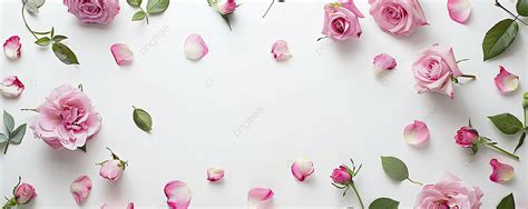 الورود الوردية الحدود على خلفية بيضاء ورود الحدود زهري صورة الخلفية