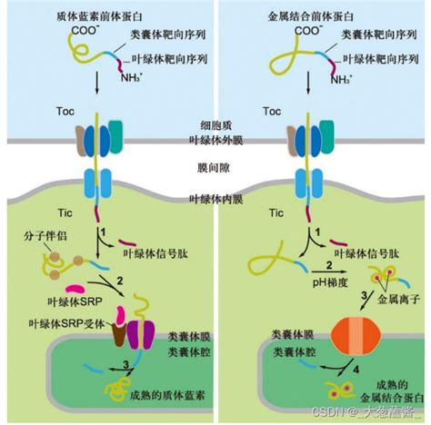 细胞生物学 6 蛋白质分选与膜泡运输srp细胞生物学玻璃晴朗的博客 Csdn博客