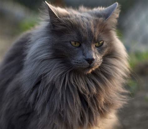 Cariñoso Y Muy Leal Todo Sobre El Nebelung La Preciosa Raza De Gatos