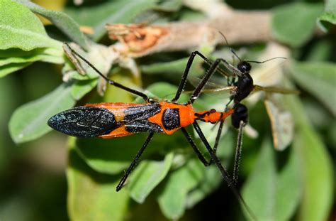 Deadly Australian Assassin Bugs Rub Themselves In Sticky Resin To Hunt