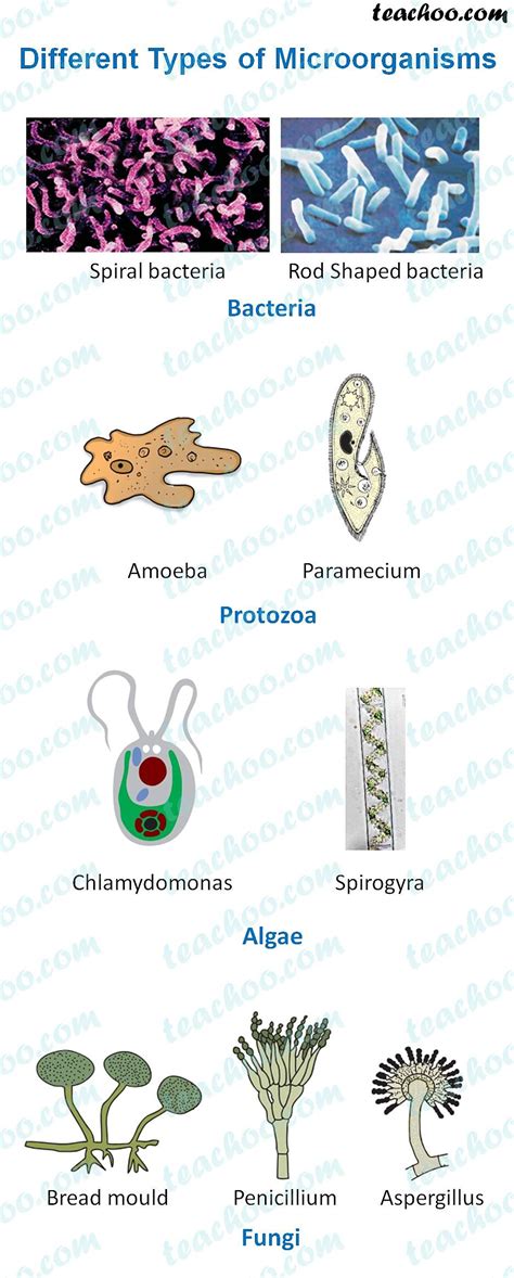 Different Types Of Microorganisms All Types Teachoo