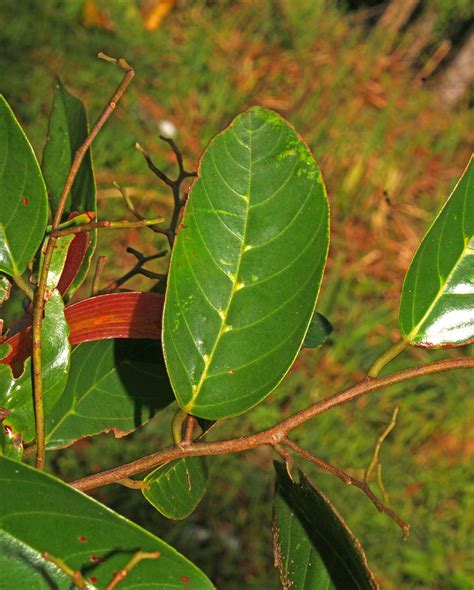 Shorea Ovata Dipterocarpaceae