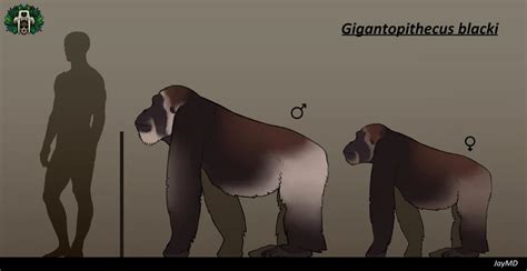 Gigantopithecus Botten