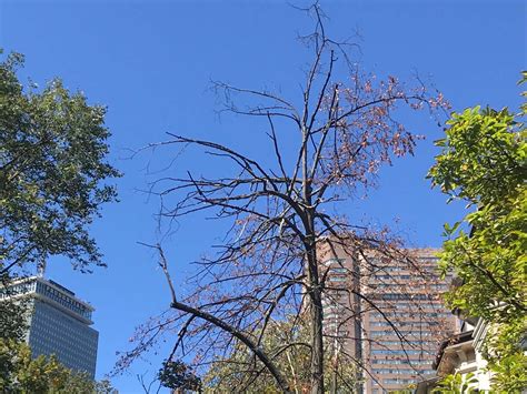 Trees — Gas Transition Allies