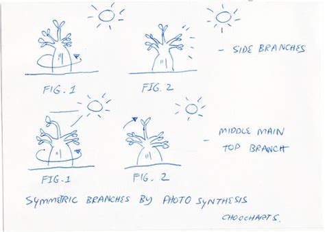 Symmetric Branches Diagram