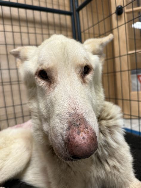 Noahs Arks Timber Bcacs