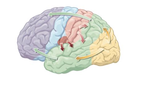 Dorsal And Ventral Processing Streams Diagram Quizlet