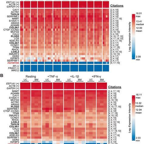 Candidate Genes For A Refined Msc Lineage Gene Profile Twenty Four Download Scientific Diagram